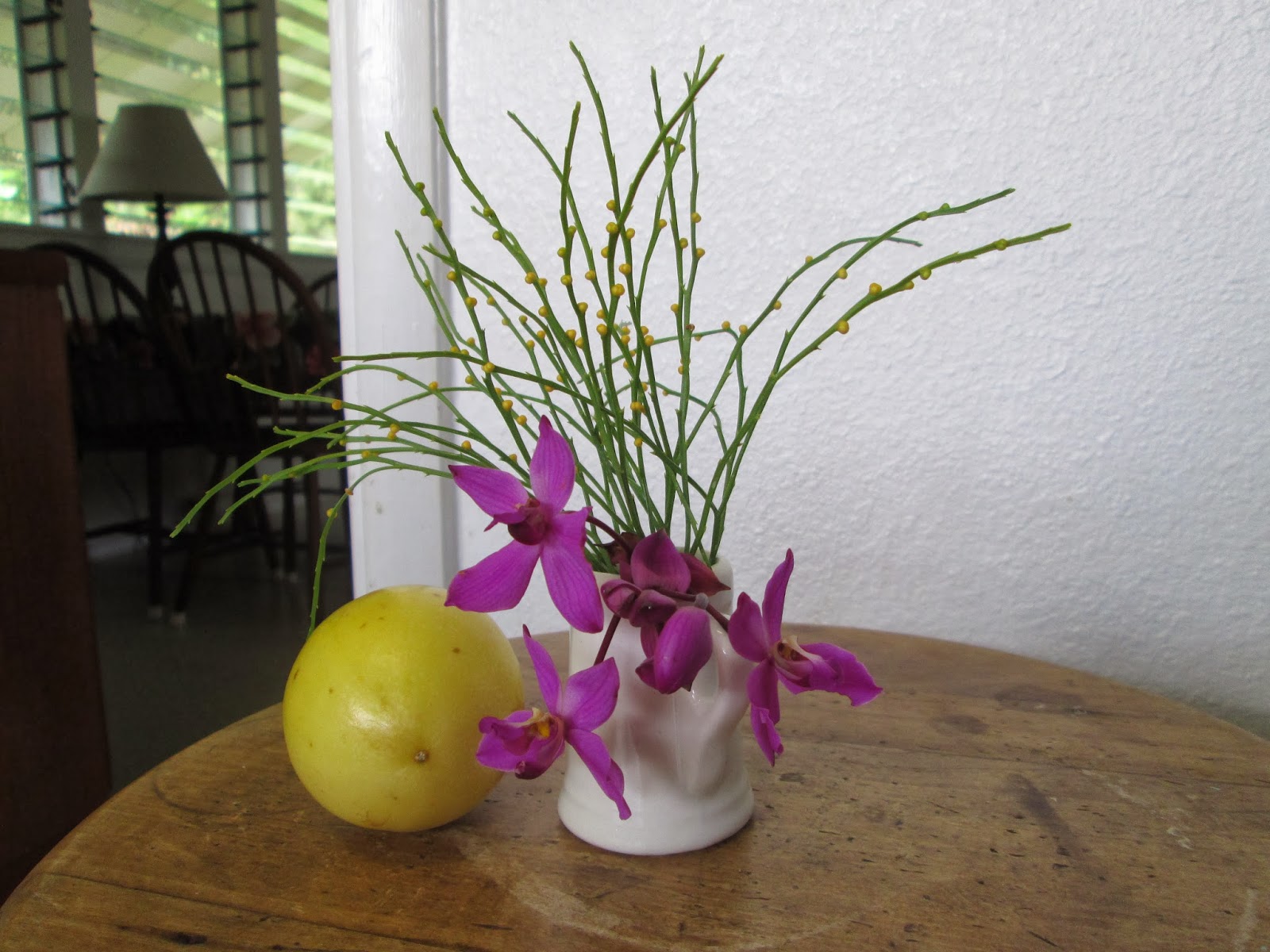 Garden Notes from Hawaii: MOA (Psilotum nudum)