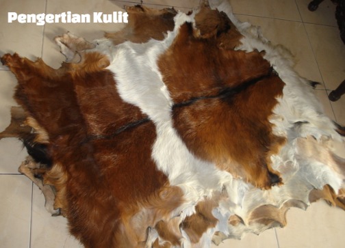 Pengertian Kulit - Materi Kriya Kulit | Kumpulan Soal dan Materi SMK