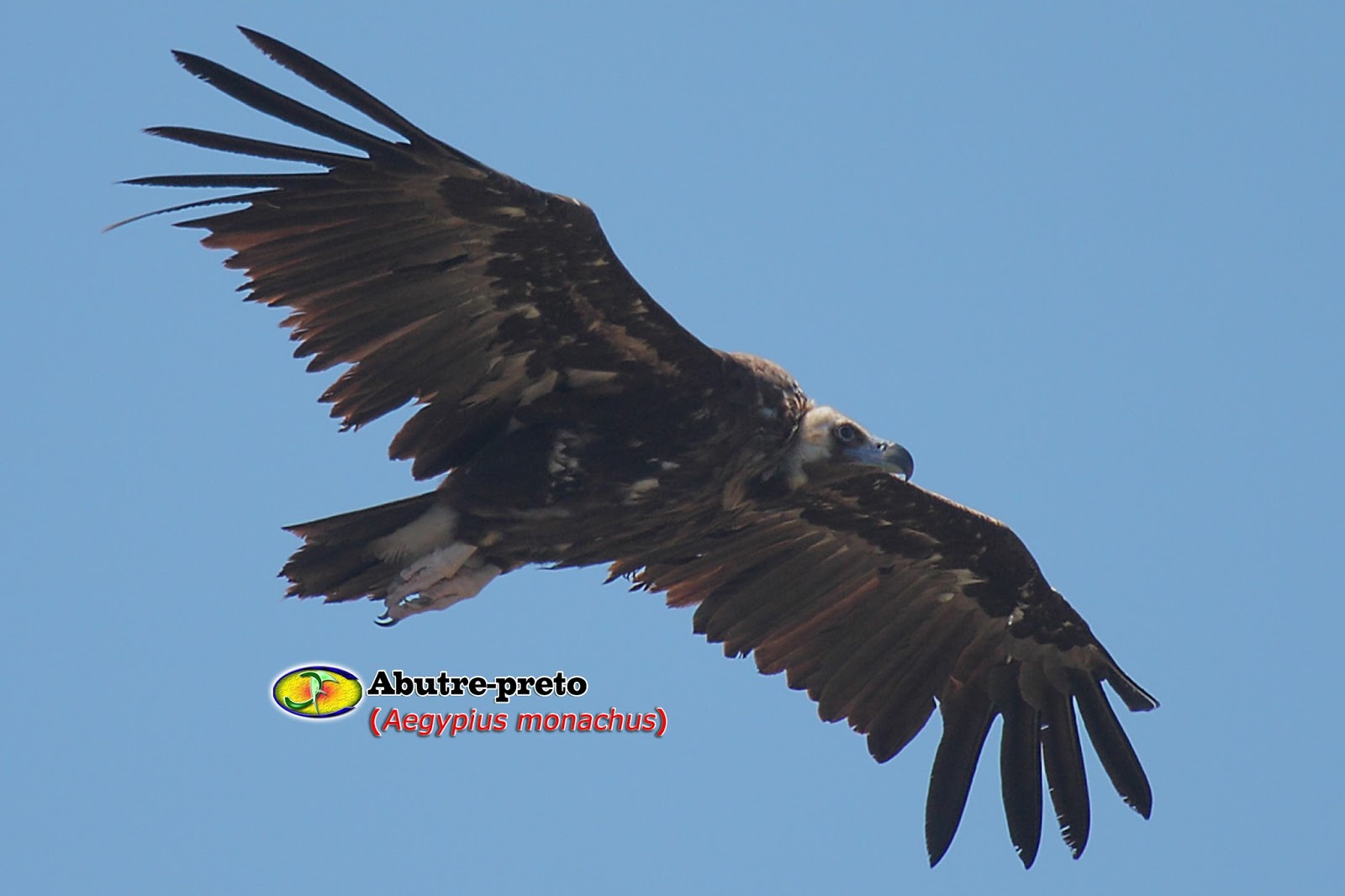 ORNITOLOGIA: Abutre-preto (Aegypius monachus)