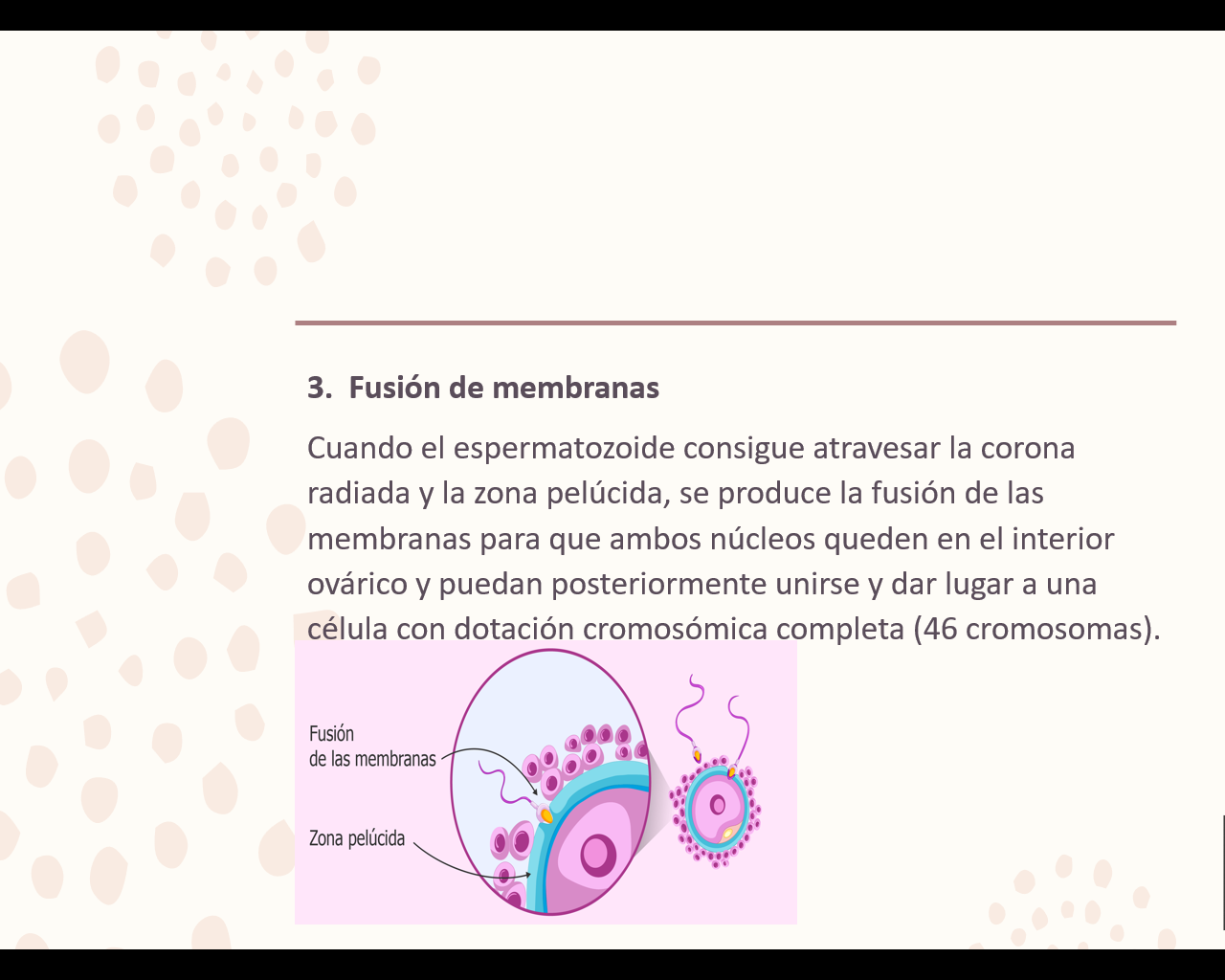 Desarrollo embrionario temprano