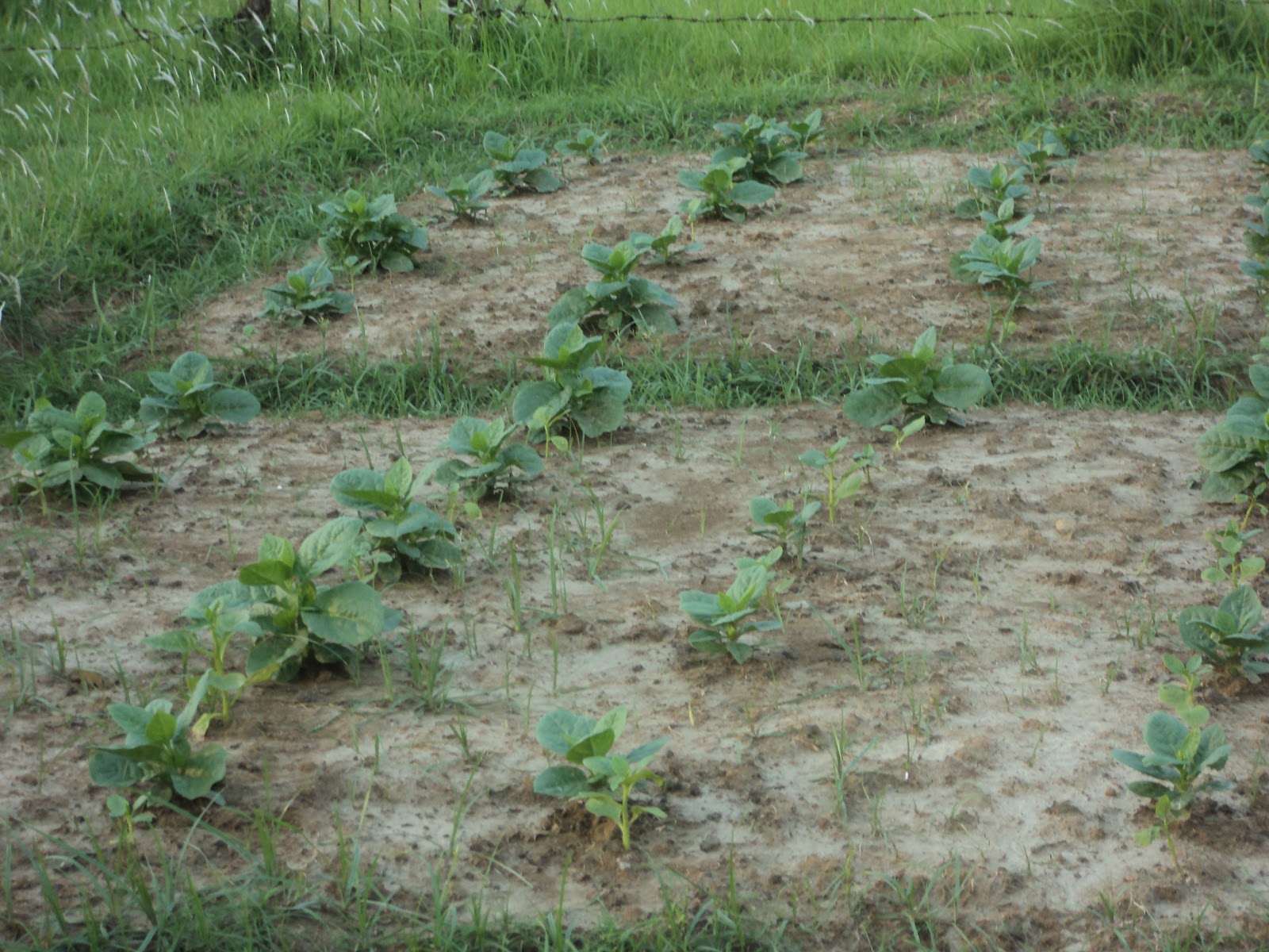 MAIN FEATURES OF OLERICULTURE: CLASSIFICATION OF VEGETABLES