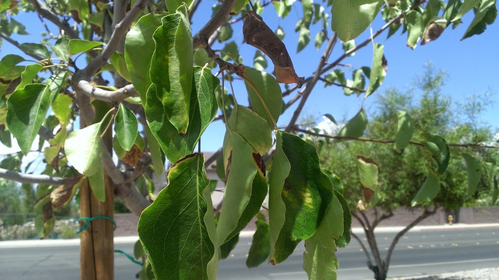 Xtremehorticulture of the Desert: Ornamental Pear Requires Deep ...