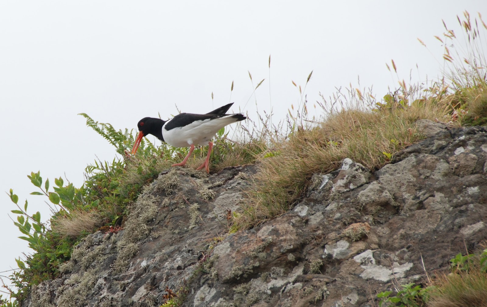 imac's Photos from the Minds Eye: Maybole Beach - Ayrshire - Scotland