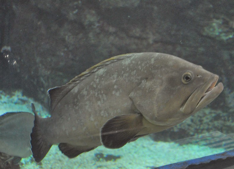 ZOOTOGRAFIANDO (6.100 ANIMALS): MERO / DUSKY GROUPER (Epinephelus ...