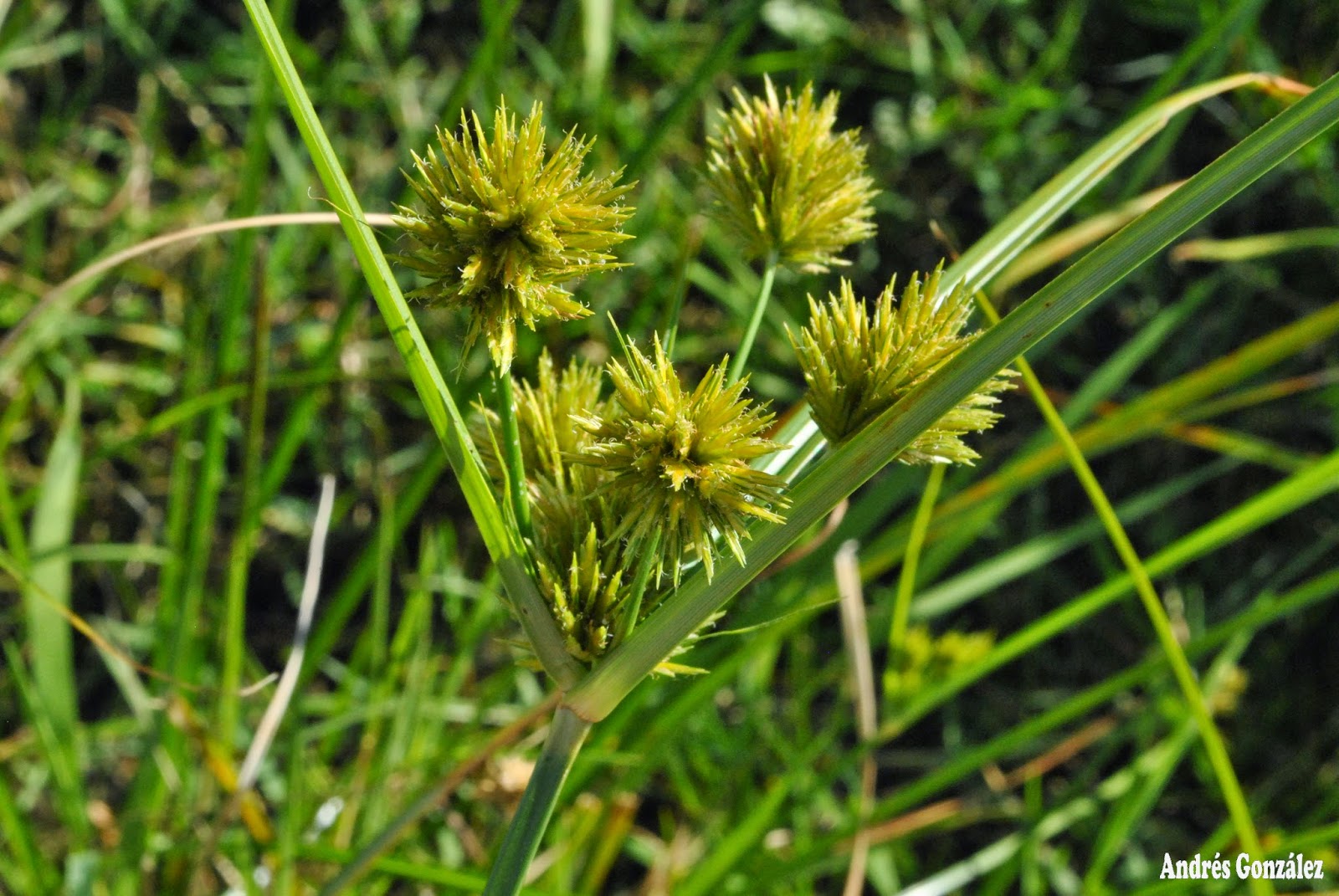 FOTOS DE FLORA NATIVA Y ADVENTICIAS DE URUGUAY : Cyperus rigens. Cyperaceae