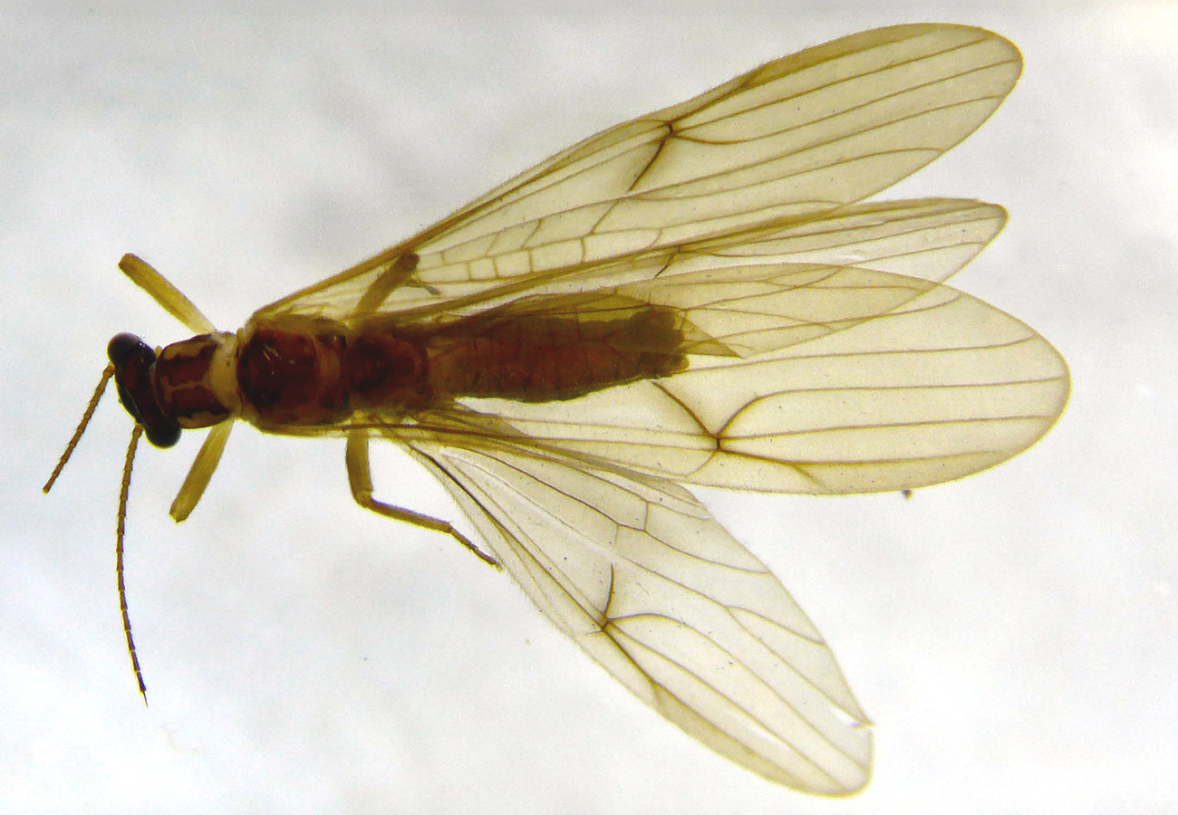 Species New to Science: [Entomology • 2016] Amphinemura apicilobata & A ...