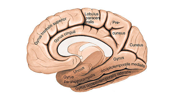 Blogão de Fisio: TELENCÉFALO