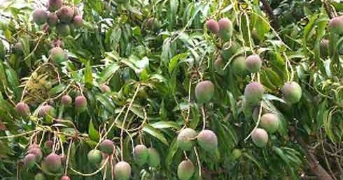 Purvabhadrapada Nakshatra Tree – Which is the tree associated with ...