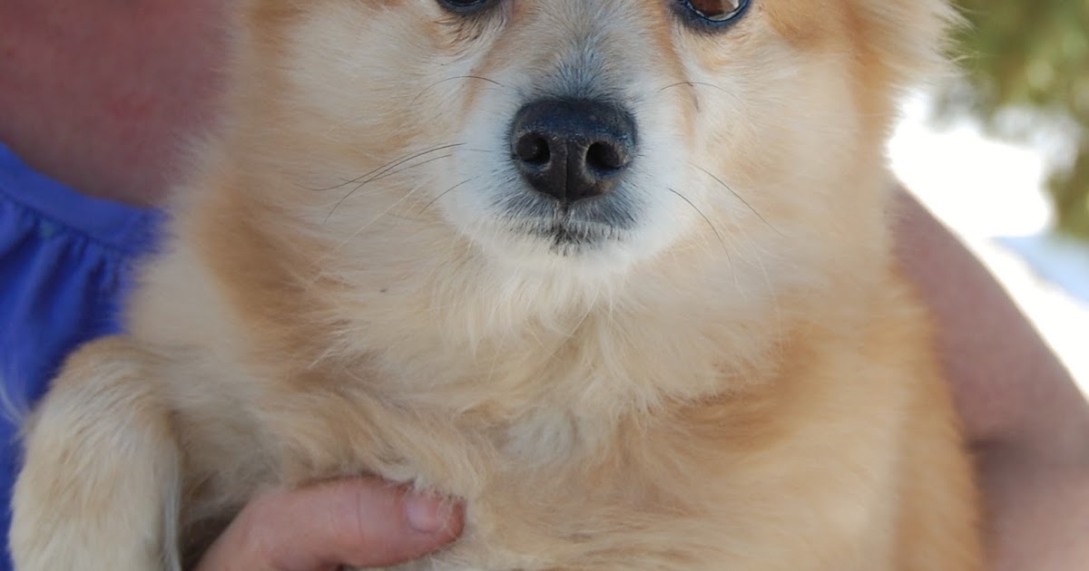 Daisy ~ Pets Lover's