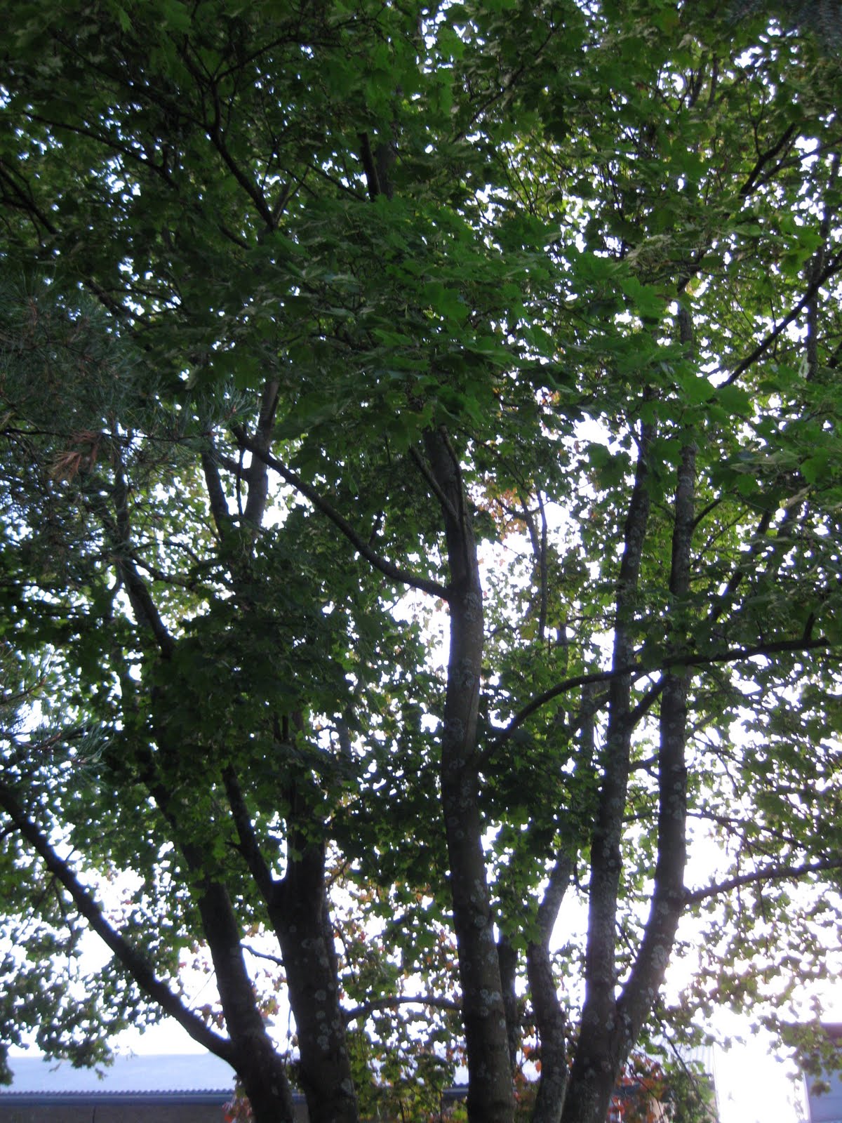 Tupunrapinat: Puun kaato