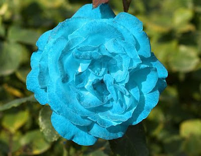 Flower Homes: Gorja's Rare colored roses...