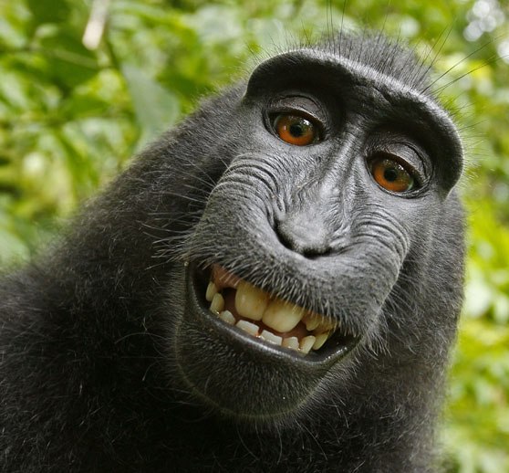 Sorridentes: Macaco sorridente