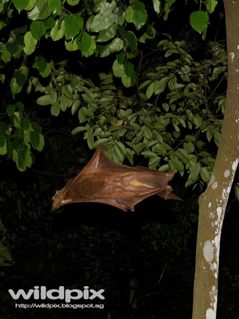 Singapore's Wild Glider - Malayan Colugo