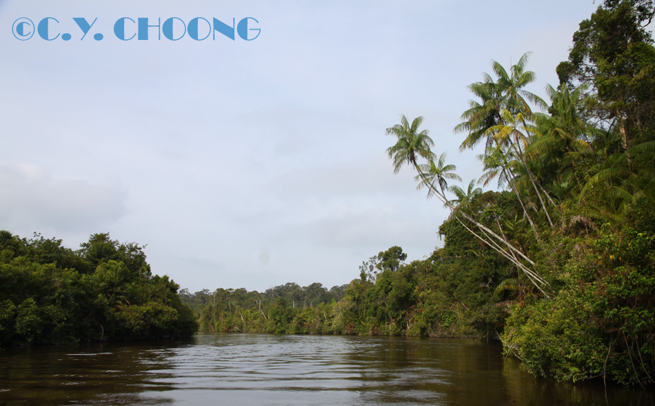 Odonata of Peninsular Malaysia: Sungai Belait, Brunei