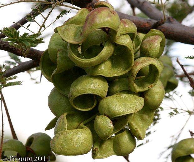 South African Photographs: Sickle Bush (Dichrosachys cinerea)