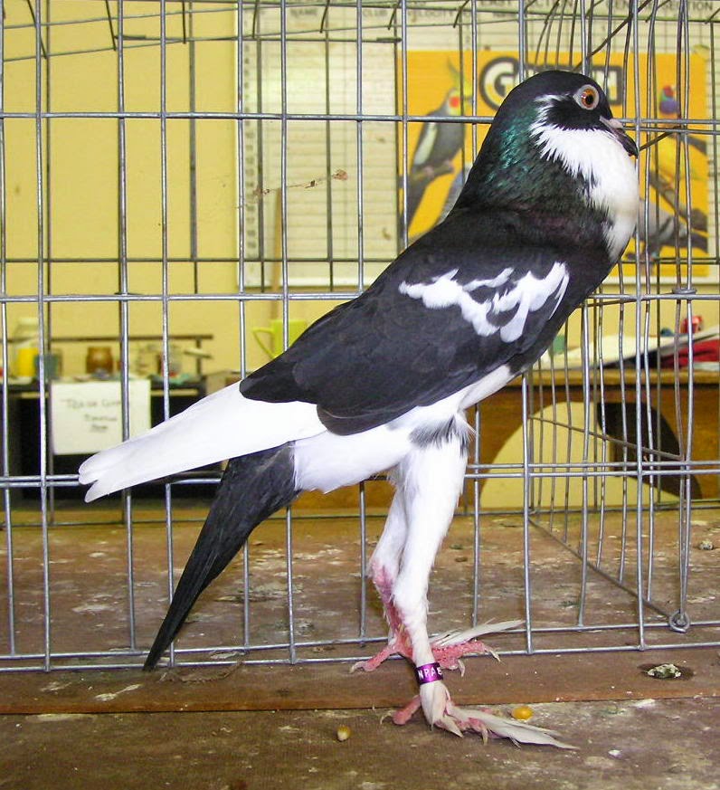 Kerala Pets Market : Different Types of Pouter Pigeons are available...