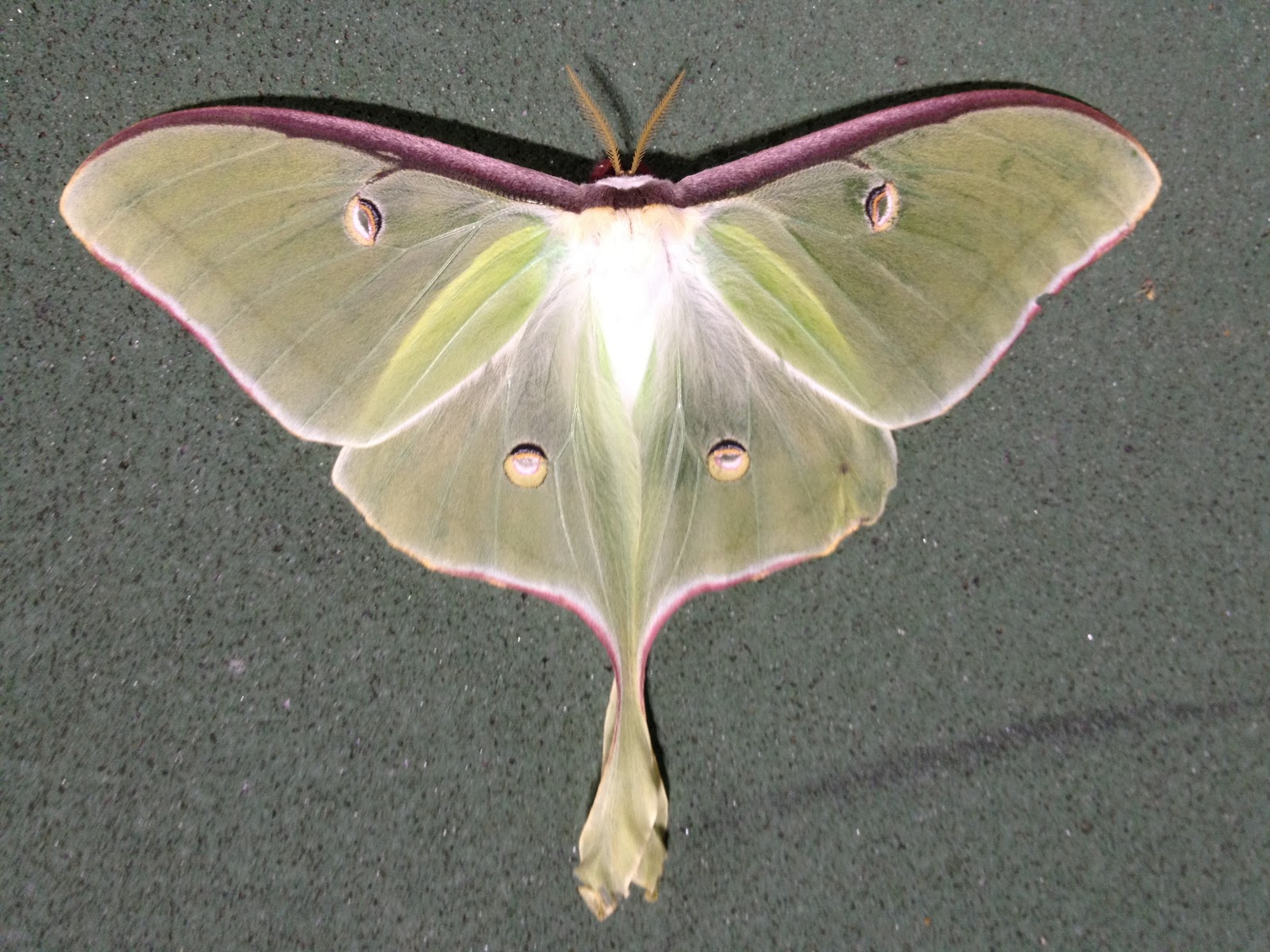 천일야화: so beautiful bug-12: Luna moth