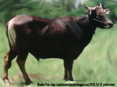 sulaemaneman: sapi bali