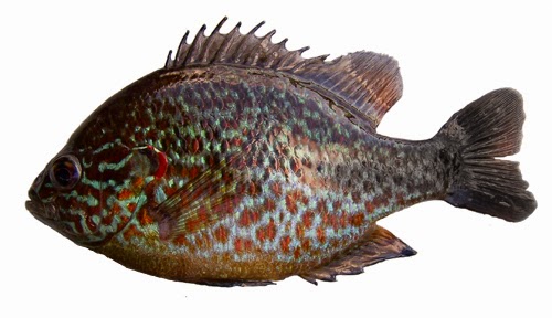 Artes de Pesca: EL PEZ SOL