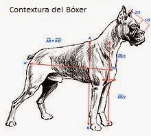 De Boxers...: Características físicas y salud de la raza bóxer