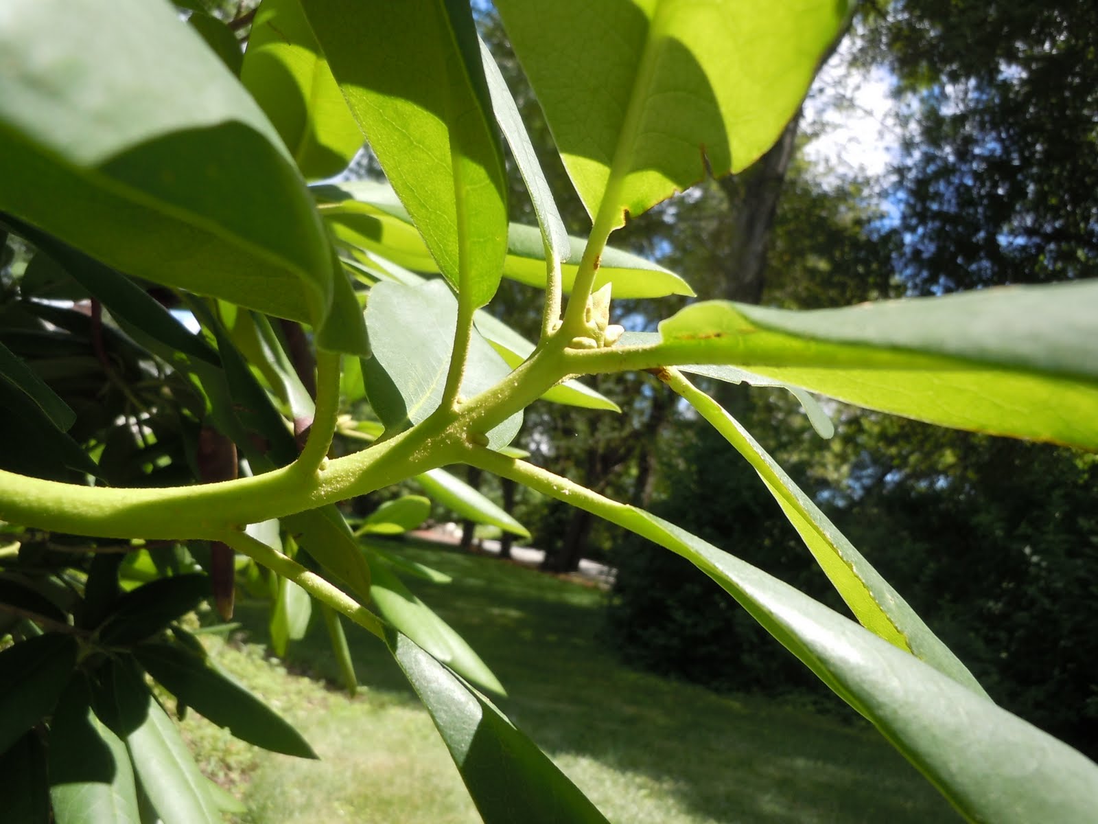 WHS AP Biology 2011: Axillary Bud
