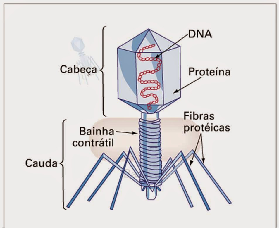 Nota 10 no Vestibular: Estrutura Viral