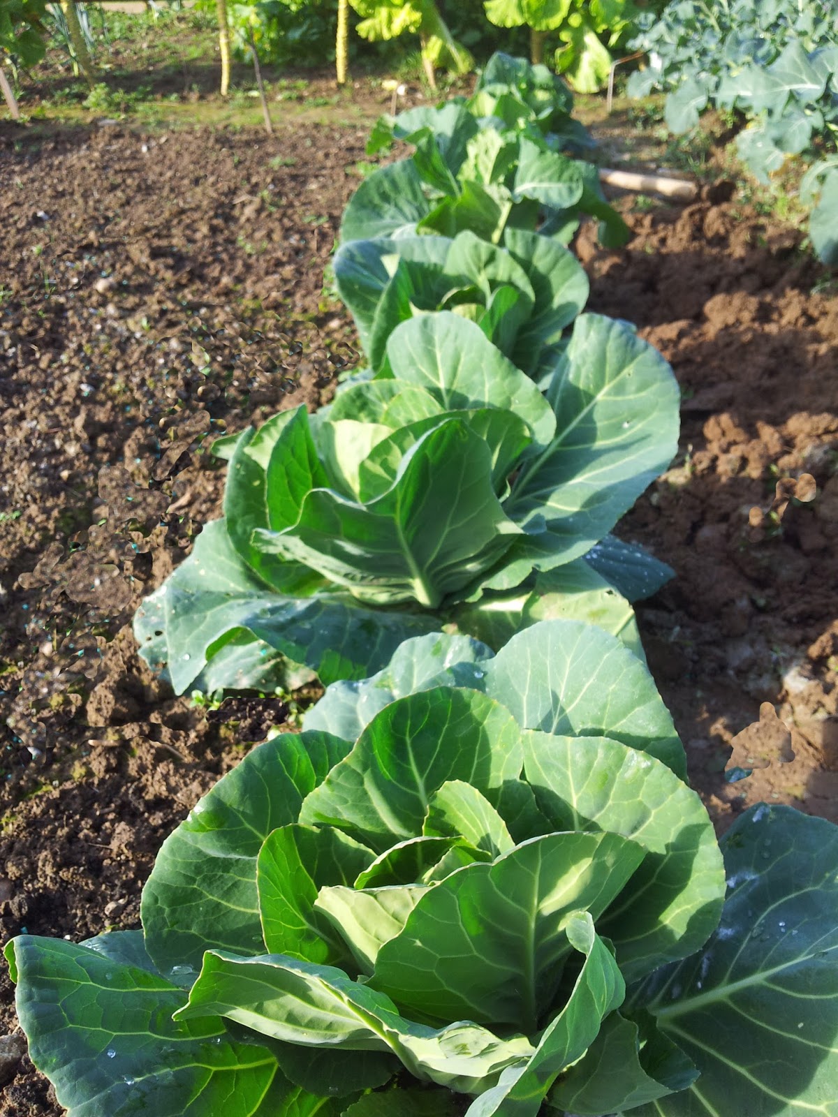 El huerto todo el año: REPOLLO