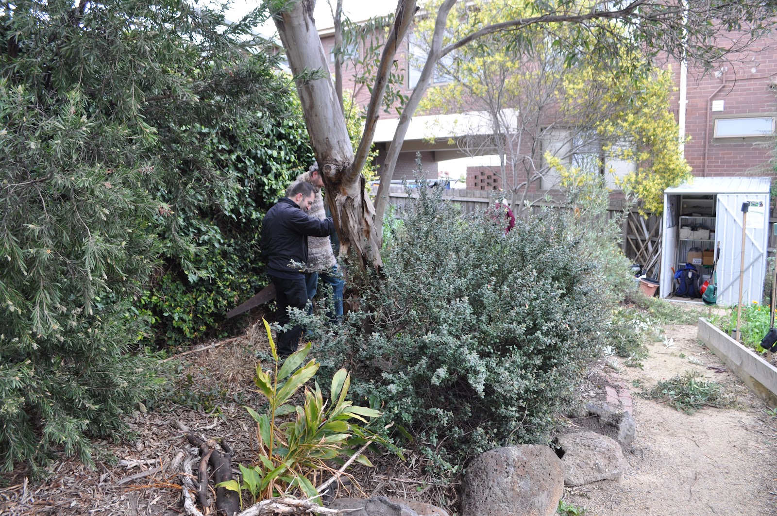 Northcote Library Food Garden: Indigenous / Native Food Garden