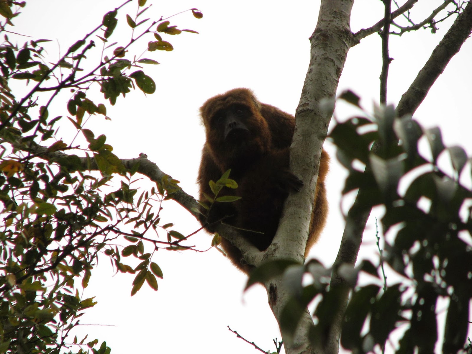 Gomes.JB: Bugio-ruivo - Alouatta guariba clamitans