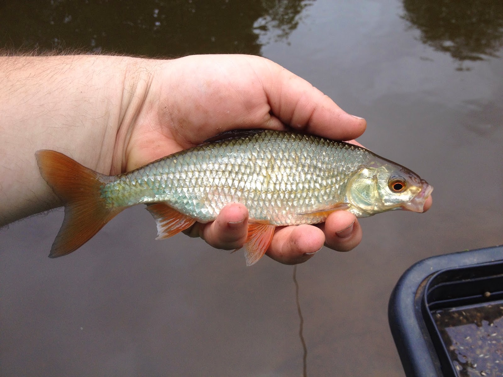 Danny's Angling Blog: Stickfloat Fishing the River Dane: New Area Explored