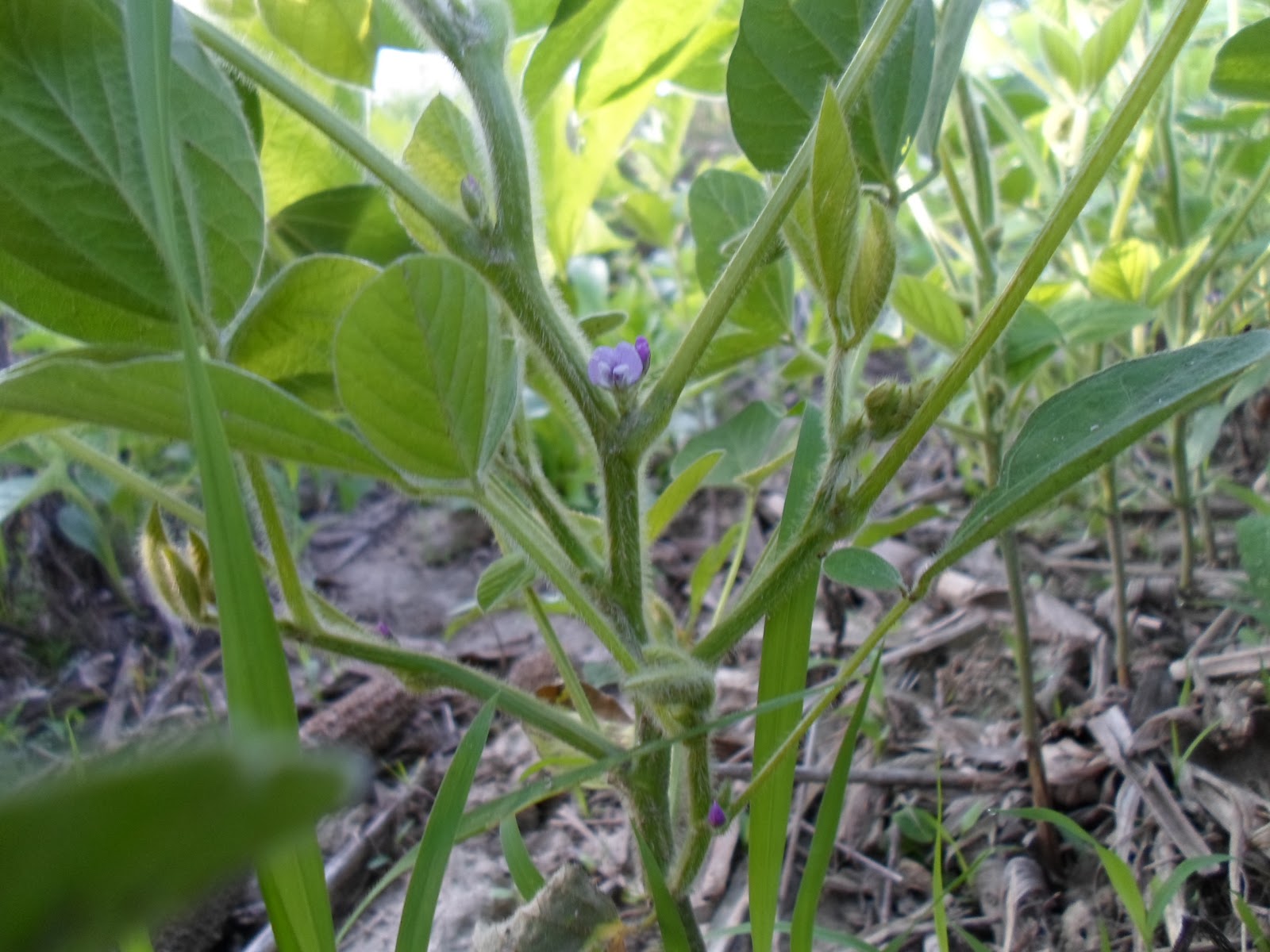 The Perennial Agriculturalist: walking beans ( well...a bean field anyway )