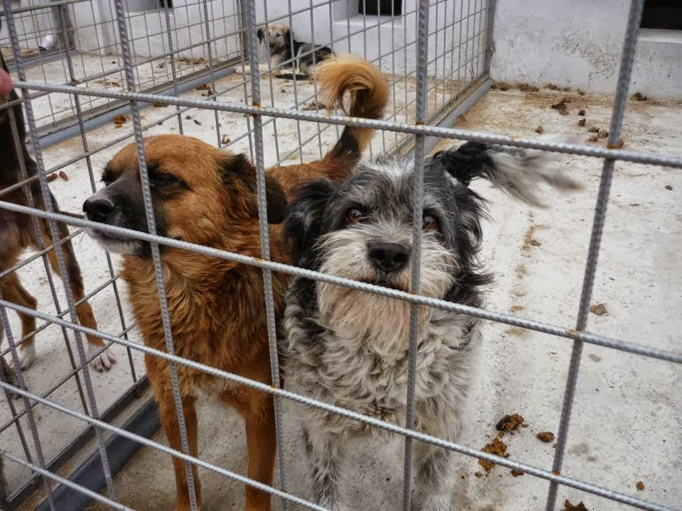 Rescued from death row. Looking for a new owner. | Romanian Emergency ...