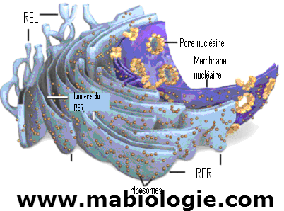 Les organites cellulaires, définitions et rôles - Biologie