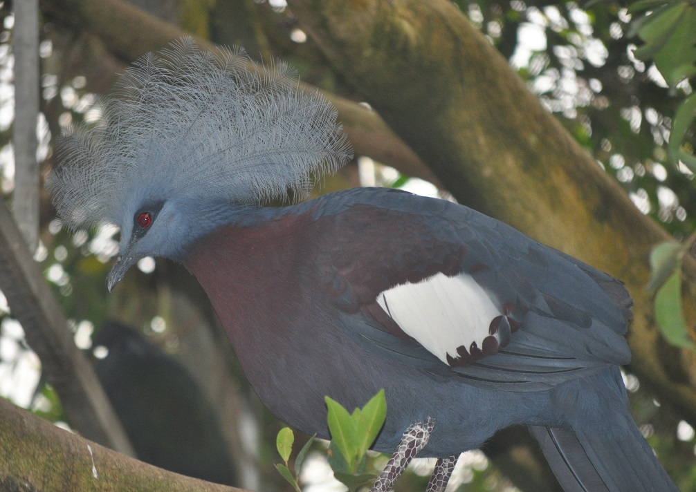 ZOOTOGRAFIANDO (6.100 ANIMALS): GOURA DE SCLATER / SCLATER´S CROWNED ...