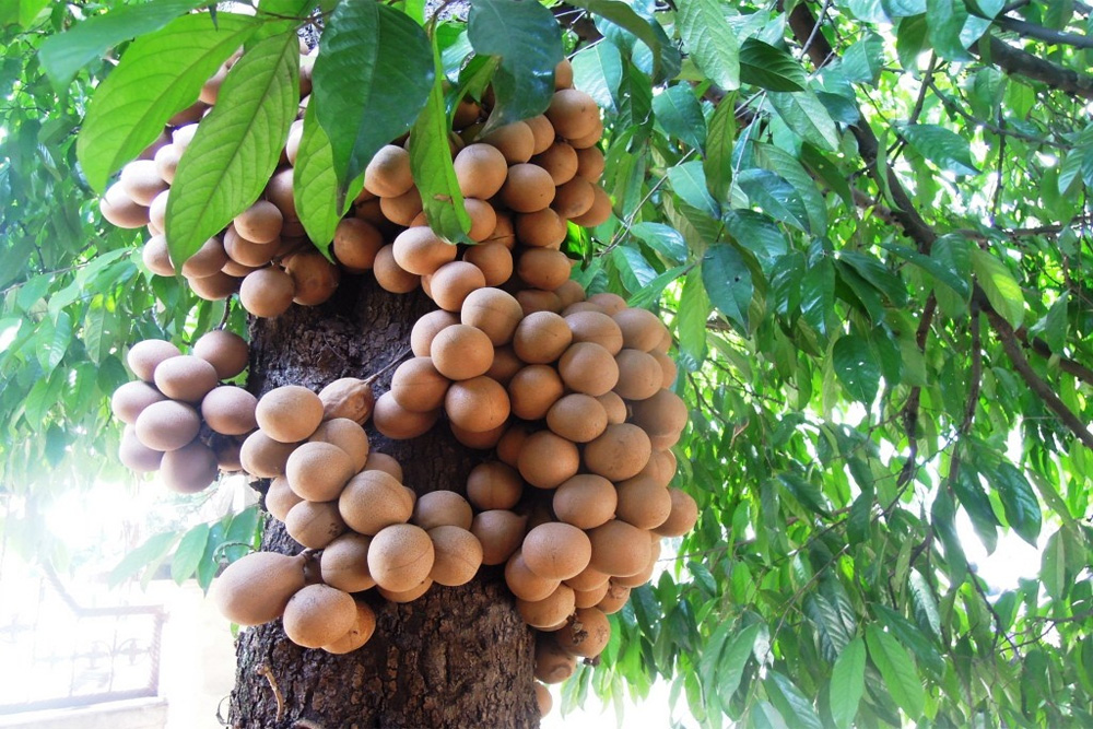 Flora Khas Provinsi di Jawa - MEMBUDIDAYAKAN FLORA DAN FAUNA ASLI INDONESIA