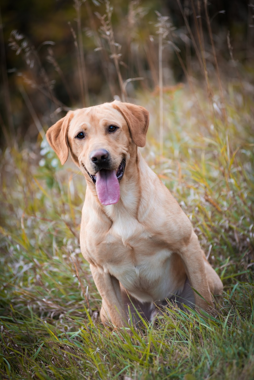 Rock Solid Pointing Labs: March 2017