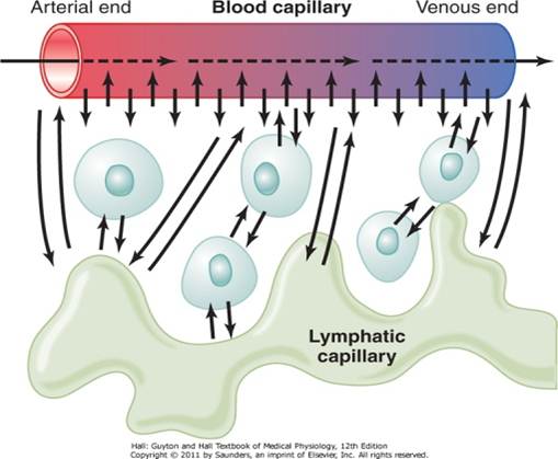Jefferson CRNA Program Notes: Phys: FLUIDS