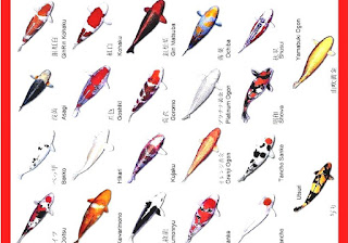 Koi - Koi Fish Names