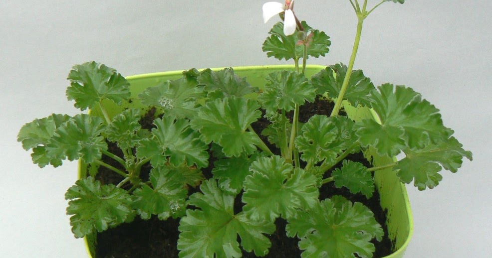 Pelargonium: Apple Scented Geranium
