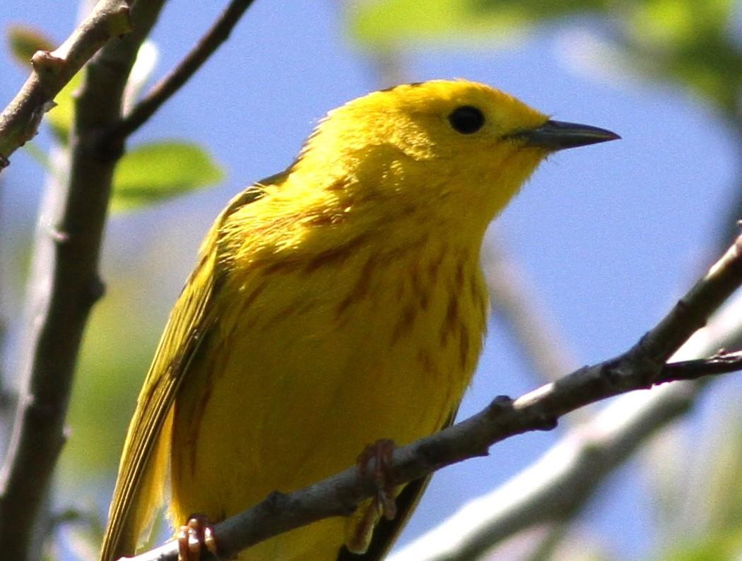 Jo's Morning Walk: Elusive Yellow-breasted Chat