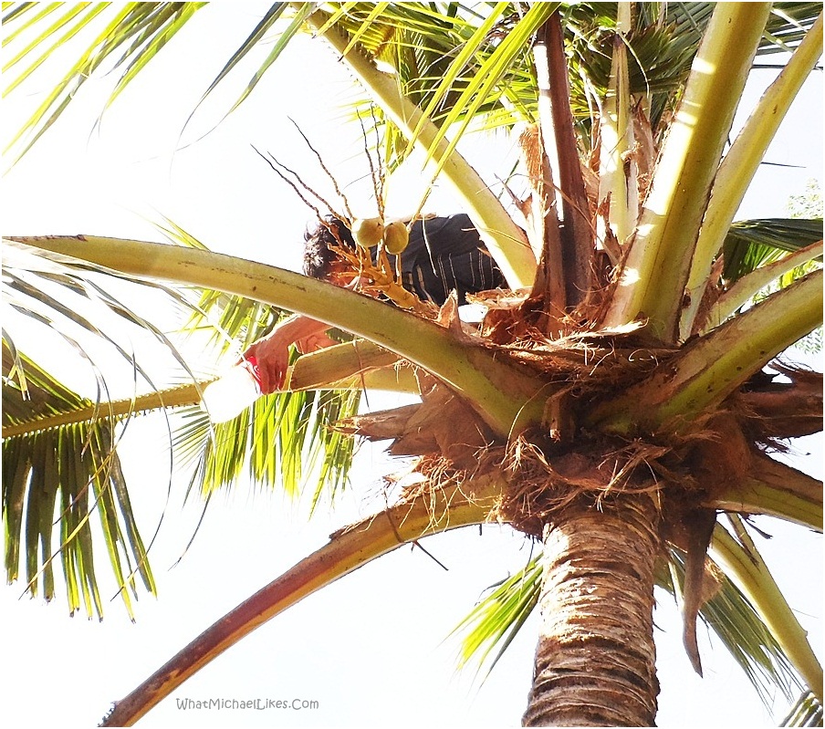 What Michael Likes: COCONUT SAP and COCONUT WINE—Now Tasting