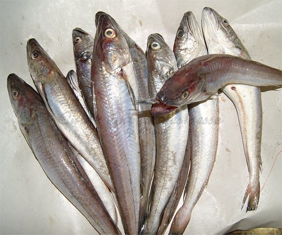 Cocina con Mina: Pijotas o lluçet del bou fritos