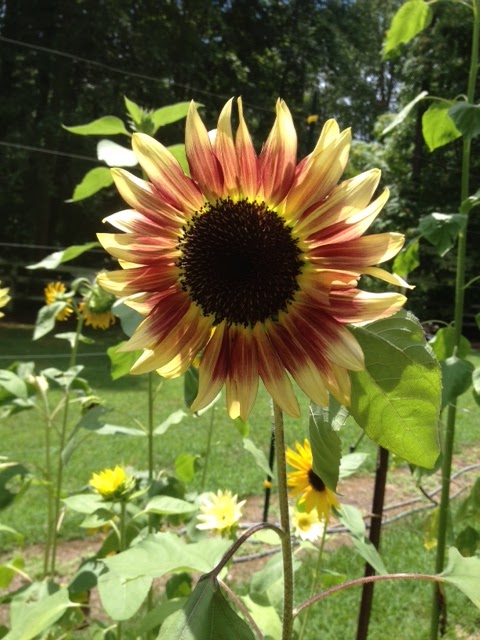 GARDEN LADY: The Joy of Growing Sunflowers