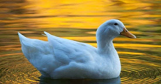 KaythiaStar: Why a duck's quack has no echo