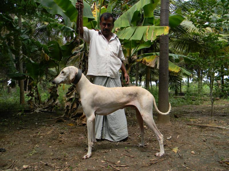Dogs of Tamil Nadu