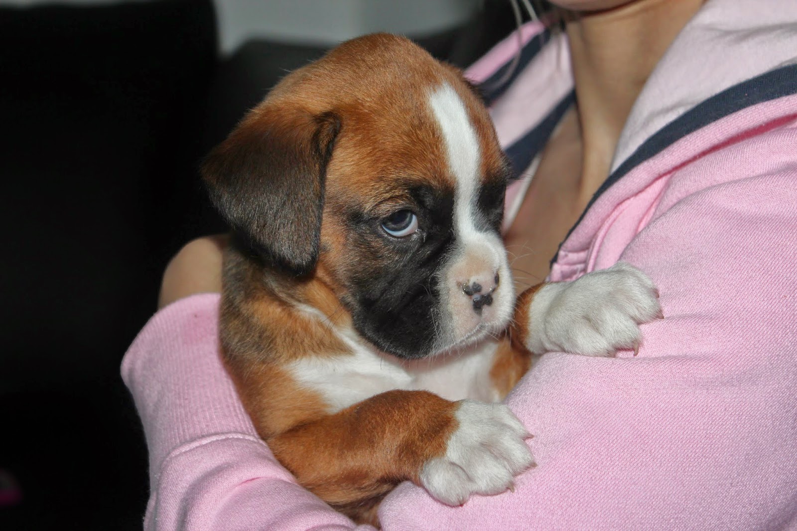 Nuestros cachorros: Cachorros boxer y sus padres