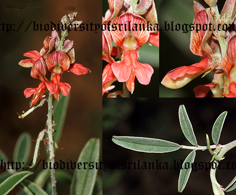 Biodiversity of Sri Lanka: Indigofera oblongifolia