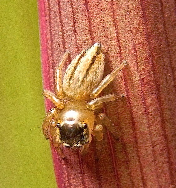 News from Coquette Point