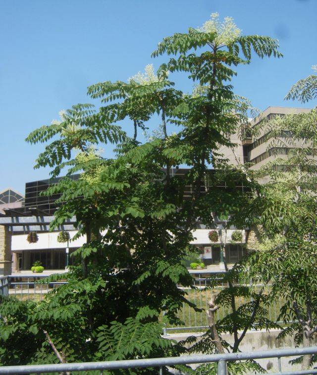 Future Plants by Randy Stewart: Spikenards, Angelica Trees & Devils ...