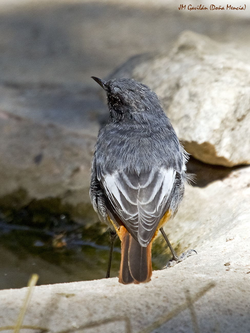 Fotografía de Naturaleza - JM Gavilán: Pareja de Colirrojo tizón ...